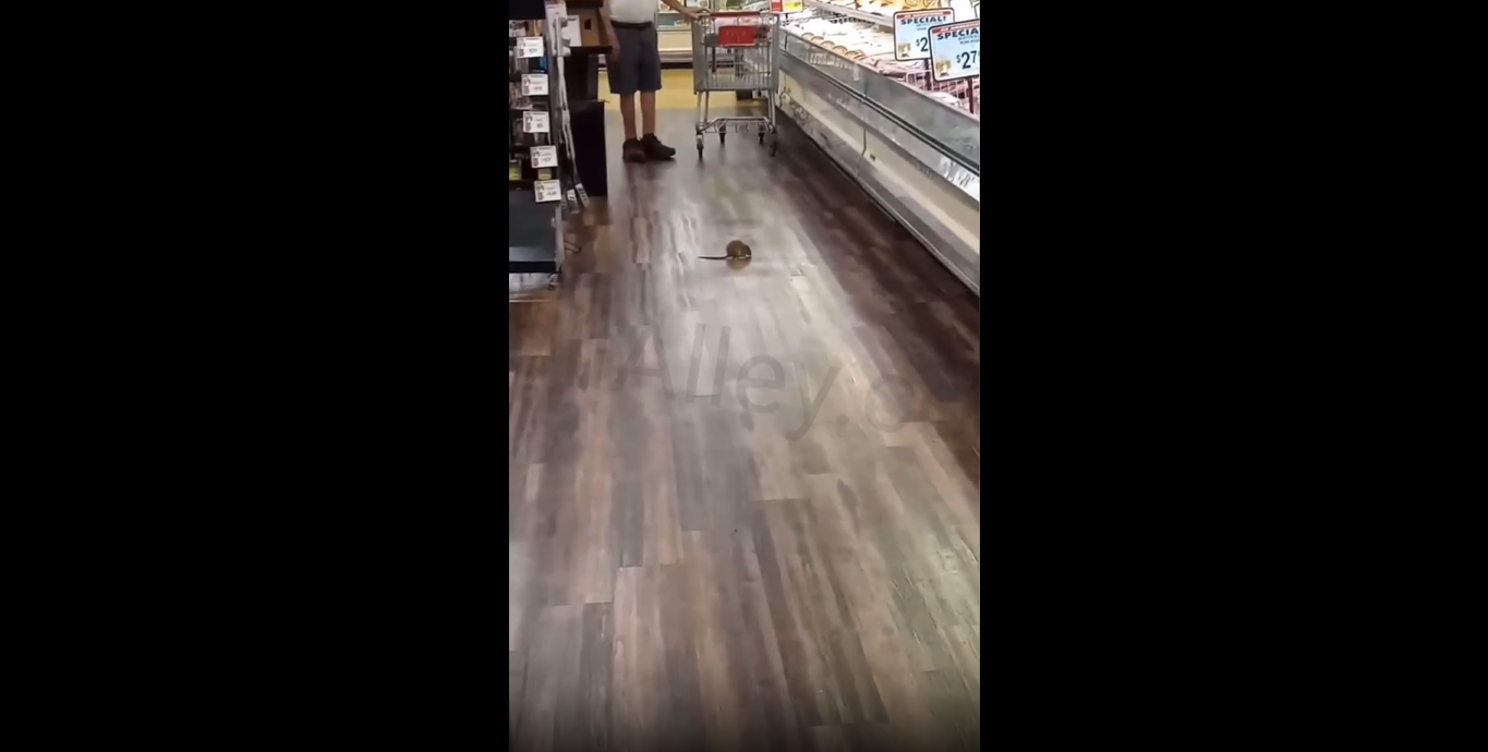 Woman Was Scared After She Seen A Big Rat In The Store And This ...