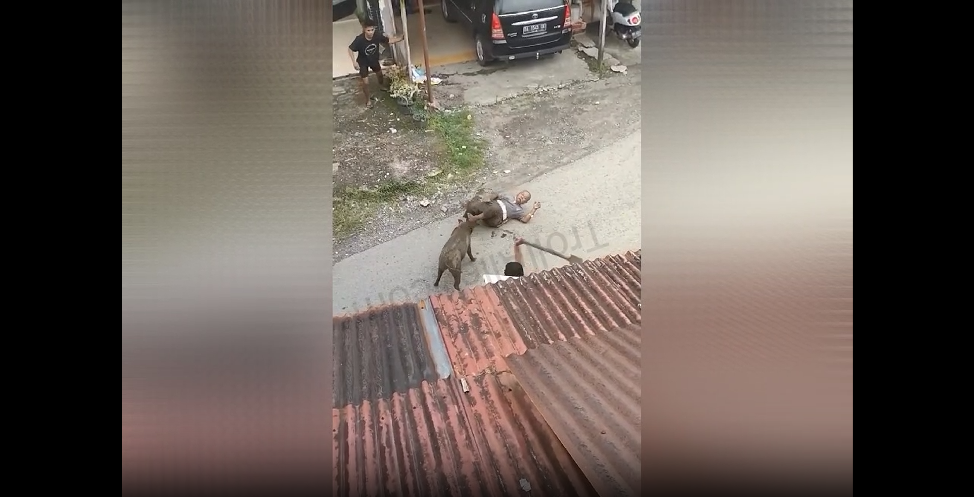 Wild Boar Getting Revenge On The Guy That Caught Him For Dinner ...