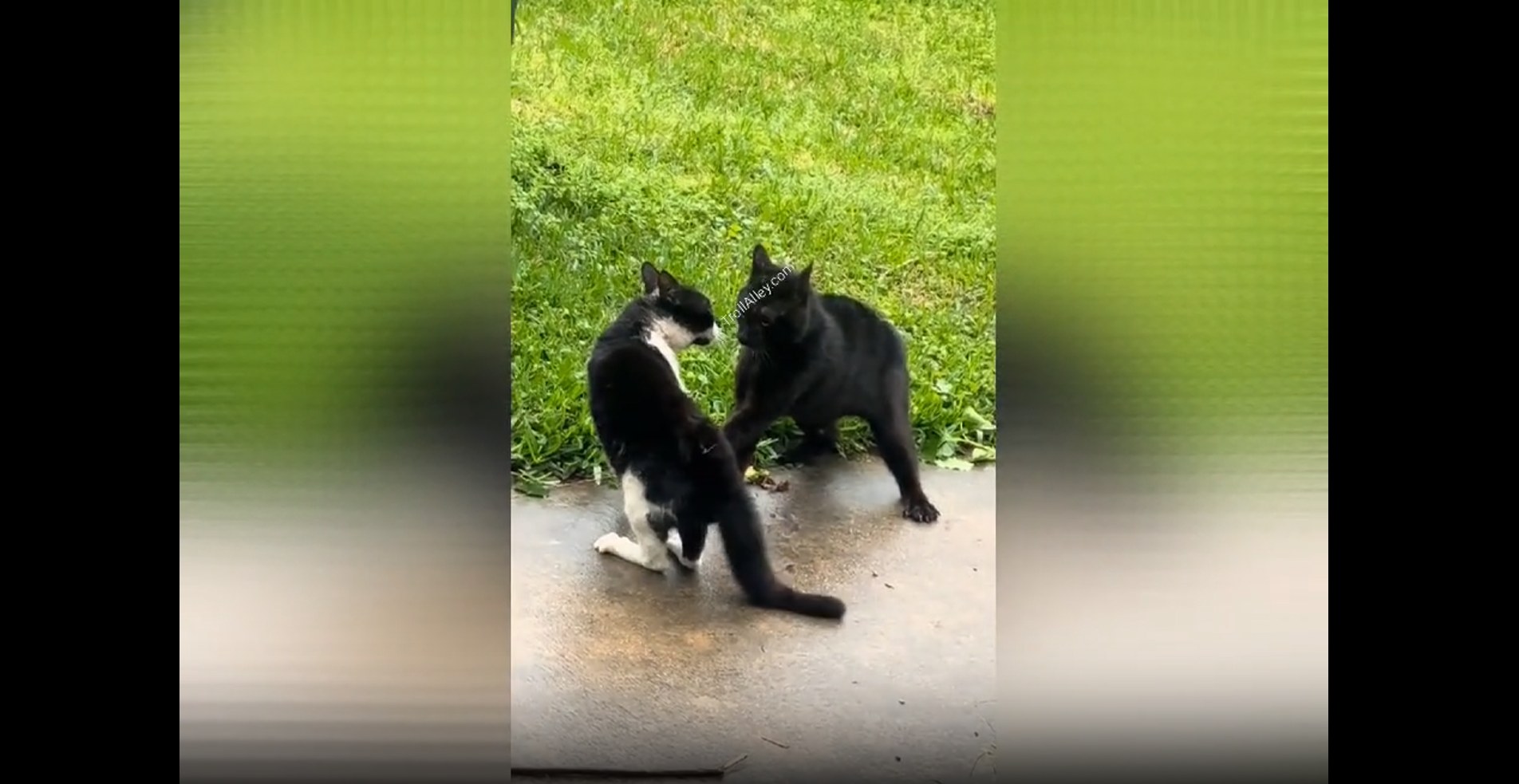 Cat Thought He Could Just Turn His Back On A Fade And Gets Handled ...