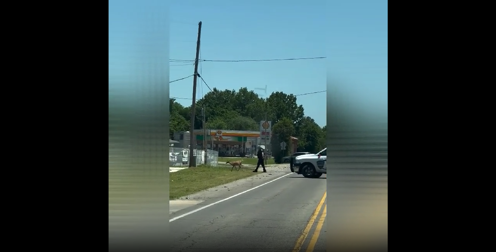 Cop Proves That Deer Lives Dont Matter | TrollAlley.com